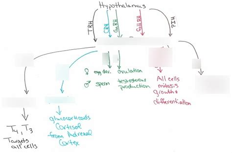 Flowchart On Sperm Production And Development
