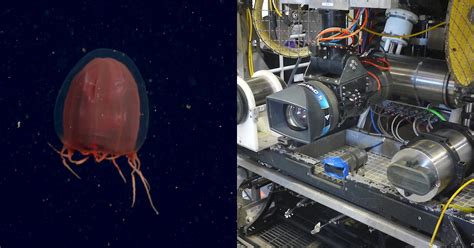 Deepest Fish Ever Caught On Camera Spotted Miles Under The Sea PetaPixel