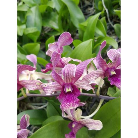 Hoa Lan Denro Nắng Bò Hồng Cây Trưởng Thành Chậu Phi 12 Shopee Việt Nam