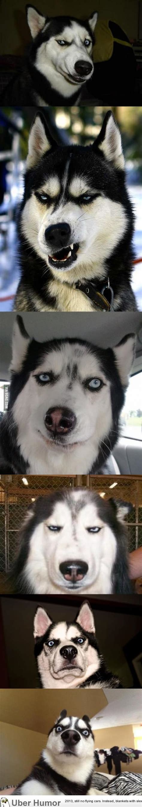 The Many Expressions Of A Husky Funny Pictures Quotes Pics Photos Images Videos Of Really