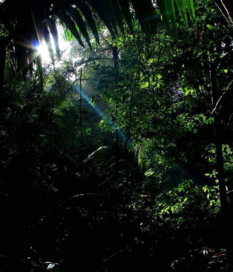 Bosque Tropical Humedo Nature Sunrise Panama Photography