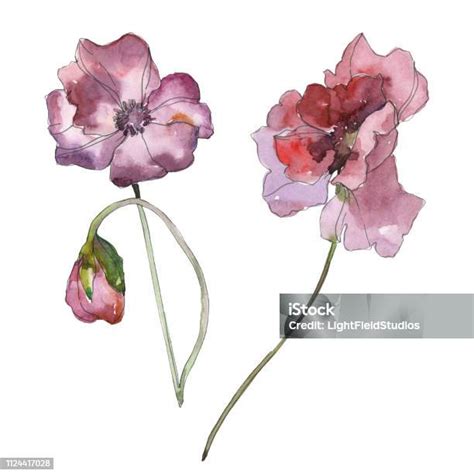 자주색 빨간 양 귀 비 꽃 식물 꽃입니다 수채화 배경 그림 설정 합니다 고립 된 양 귀 비 그림 요소입니다 그리기에 대한 스톡 벡터 아트 및 기타 이미지 Istock