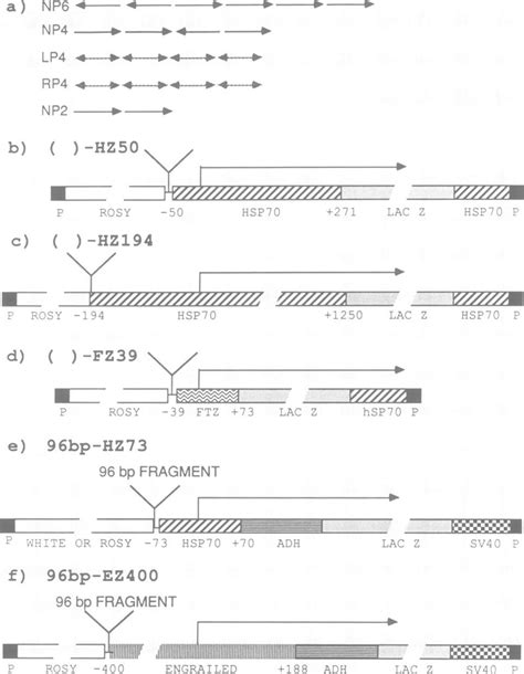 A Schematic Representation Of The Arrays Of Synthetic Download