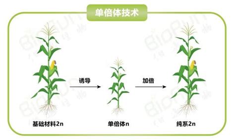 单倍体育种引领现代种业进入高铁时代 知乎