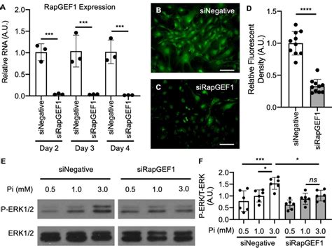 Adaptor Protein Rapgef1 Is Required For Erk12 Signaling In Response To