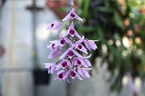Dendrobium Anosmum Orchids Free Photo On Pixabay