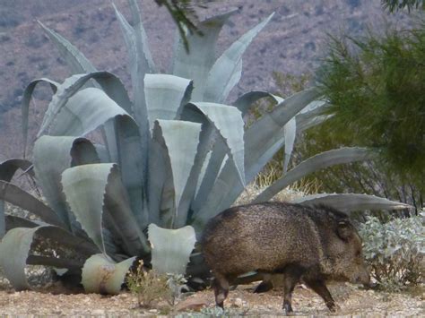 Javalina 