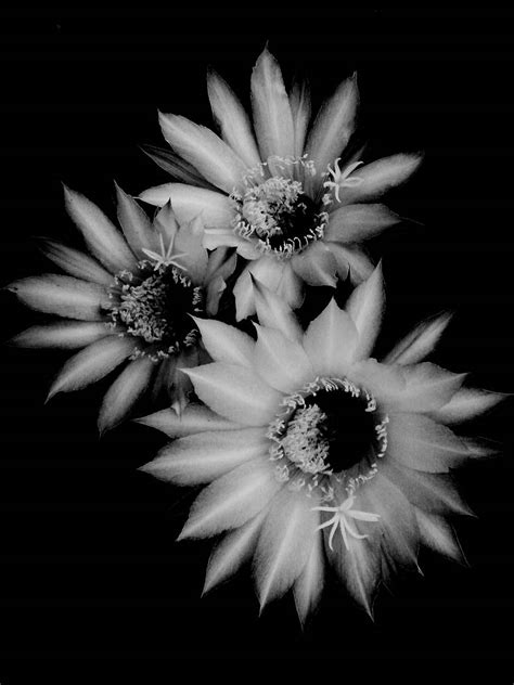 Flor De Captus By Rhdzp On Deviantart