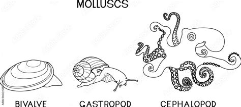 Coloring Page With Three Types Of Molluscs Cephalopod Gastropod