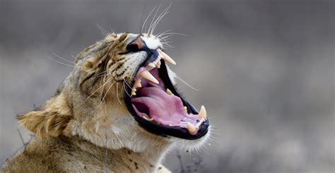 Kalahari Lodge Safari Kgalagadi Transfrontier Park