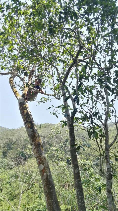 邊疆紀行國慶探訪普洱茶古六大茶山之西雙版納易武鄉 每日頭條