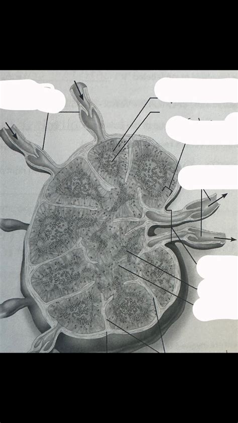 Lab Practical 2 Lymph Node Diagram Quizlet