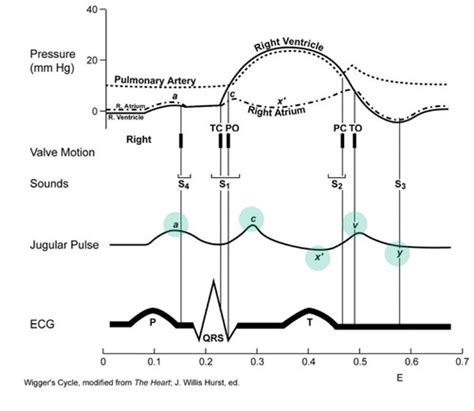 Venous System Function Flashcards Quizlet