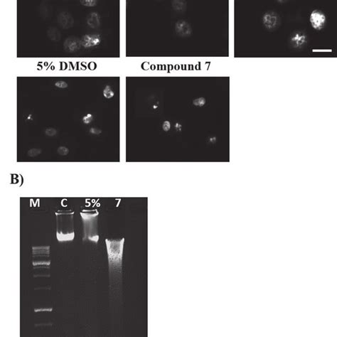 Compound 7 Induces Apoptosis In Mcf 7 Breast Cancer Cells A