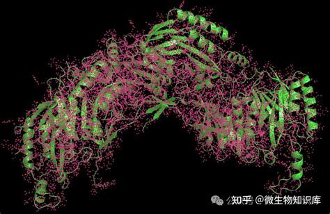 分子对接（六）：pymol可视化分子对接结果详细教程 知乎