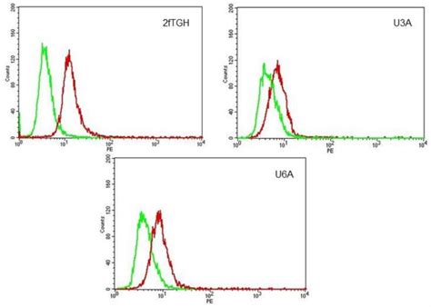 Stat3 Inhibition Induces Apoptosis In Cancer Cells Independent Of Stat1 Or Stat2 Pmc