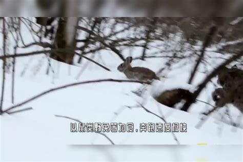 西藏阿里现一珍稀动物，像猫又像虎，能咬死一头狼！猫又阿里西藏