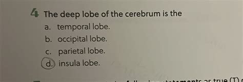The Deep Lobe Of The Cerebrum Is The A Temporal Lobe B Occipital