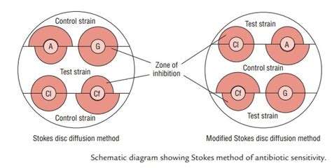 Stokes Disc Diffusion Method Principle Procedure Results • Microbe Online