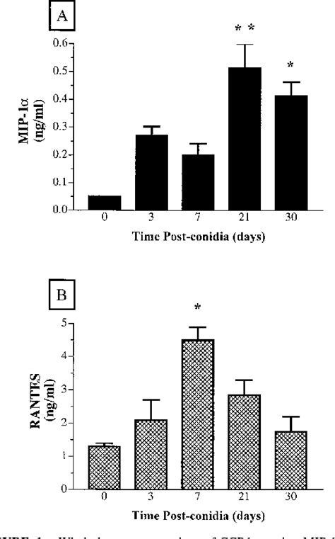 Figure 1 From Airway Remodeling Is Absent In Ccr1−− Mice During