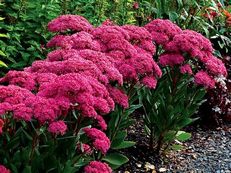 Sedum Prominent: снимка на Sedum, сортове, засаждане, размножаване и ...