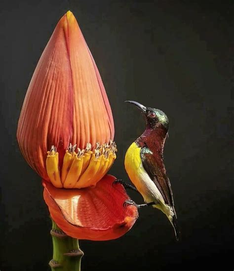 পাখির পিক পশু পাখির পিক টিয়া দোয়েল তোতা ময়না ও চাতক পাখির ছবি