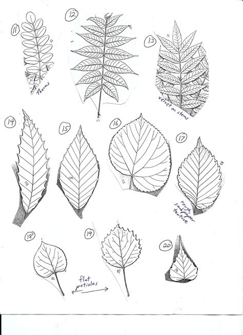 Deciduous Leaf Id 11 20 Diagram Quizlet