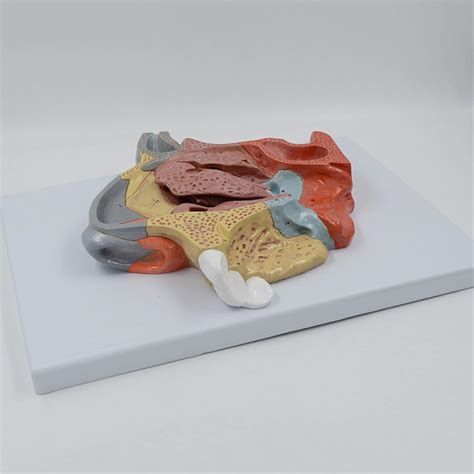 Nose Cavity Larynx Anatomy Model Human Anatomical Philippines Ubuy