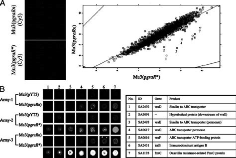 Microarray Image Analysis For Mu3 Grar Transformants Microarray Image