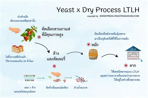 ทำความรู้จักกระบวนการหมักและตากกาแฟแบบ Ltlh Drying