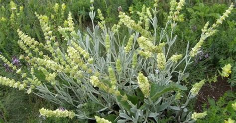 Железница крымская, Крымский лимонник (Sideritis taurica)