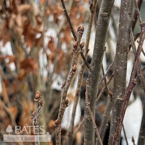30 Quercus X Bimundrum Skinny Genes Columnar Oak