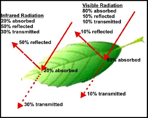 Leaf Absorption Transmission And Reflection Modified From Brown And
