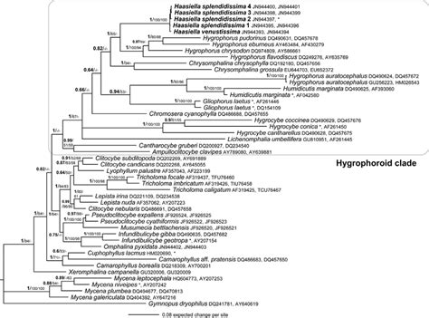 bayesian phylogram obtained from the combined its lsu sequence