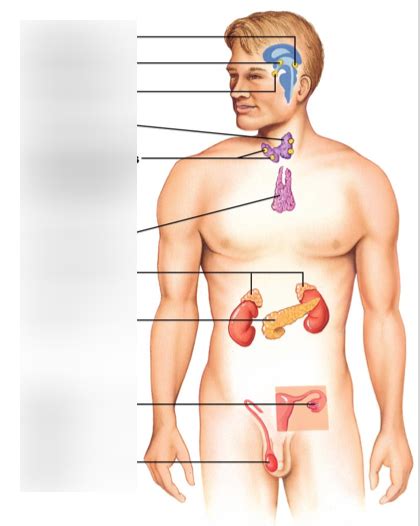A P Quiz Endocrine System Diagram Quizlet