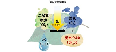 作物も夏バテする？ 営農コラム 住商アグリビジネス株式会社