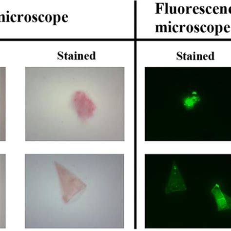 Rhodamine B Dye Staining For Visualizing Microplastics In Laboratory