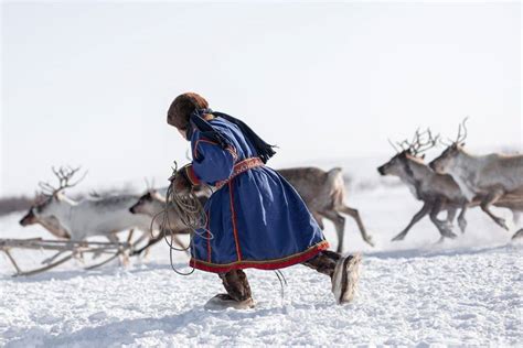 Ненцы: жилища, одежда и занятия народов Севера, фото | Энергия+