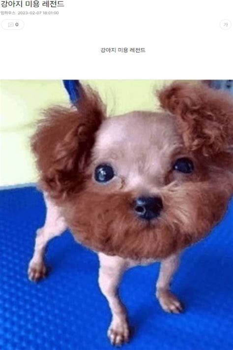 강아지에 있는 핀