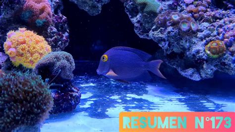 Resumen Semanal Nº173 Mini Rasboras Youtube