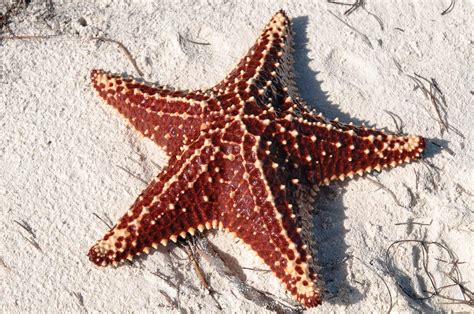 海星：特征、栖息地、繁殖等
