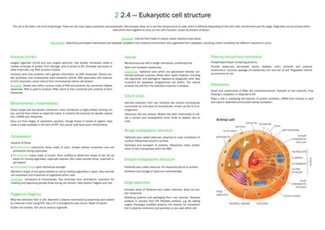 New Ocr Biology A Level Eukaryotic And Prokaryotic Cell Structure