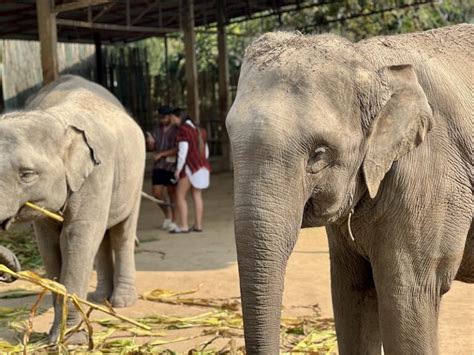 【清邁大象體驗營】elephant Jungle Sanctuary半日遊評價｜餵食洗澡泥巴浴＋免費攝影