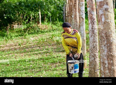 Woman Collecting Natural Latex From Rubber Tree In Plantation Forest Stock Photo Alamy