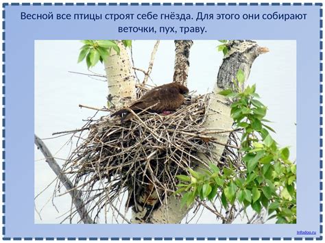 Игра Такие разные птицы презентация онлайн