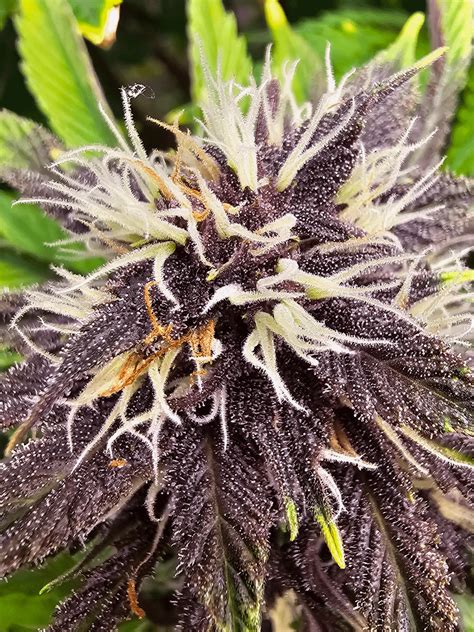 Purple Panty Dropper Auto D50 The Purple Trics Are Exploding Water