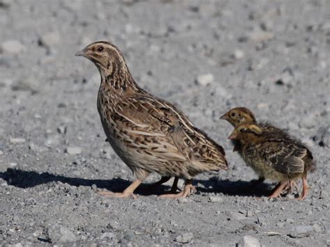 Common Quail Ebird