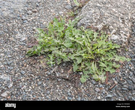 Mauvaises Herbes Poussant Dans Le Tarmac Banque De Photographies Et D