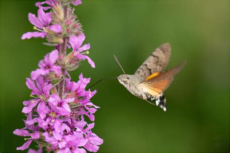 „kleiner Kolibri Forum Für Naturfotografen
