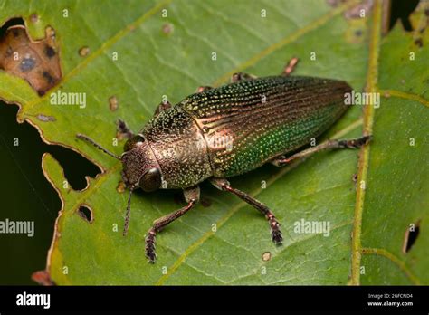Buprestidae Ventral